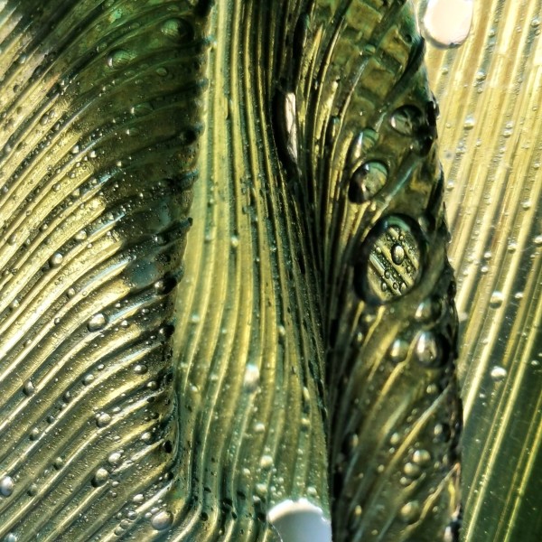 Formae | Les épluchures font peau neuve